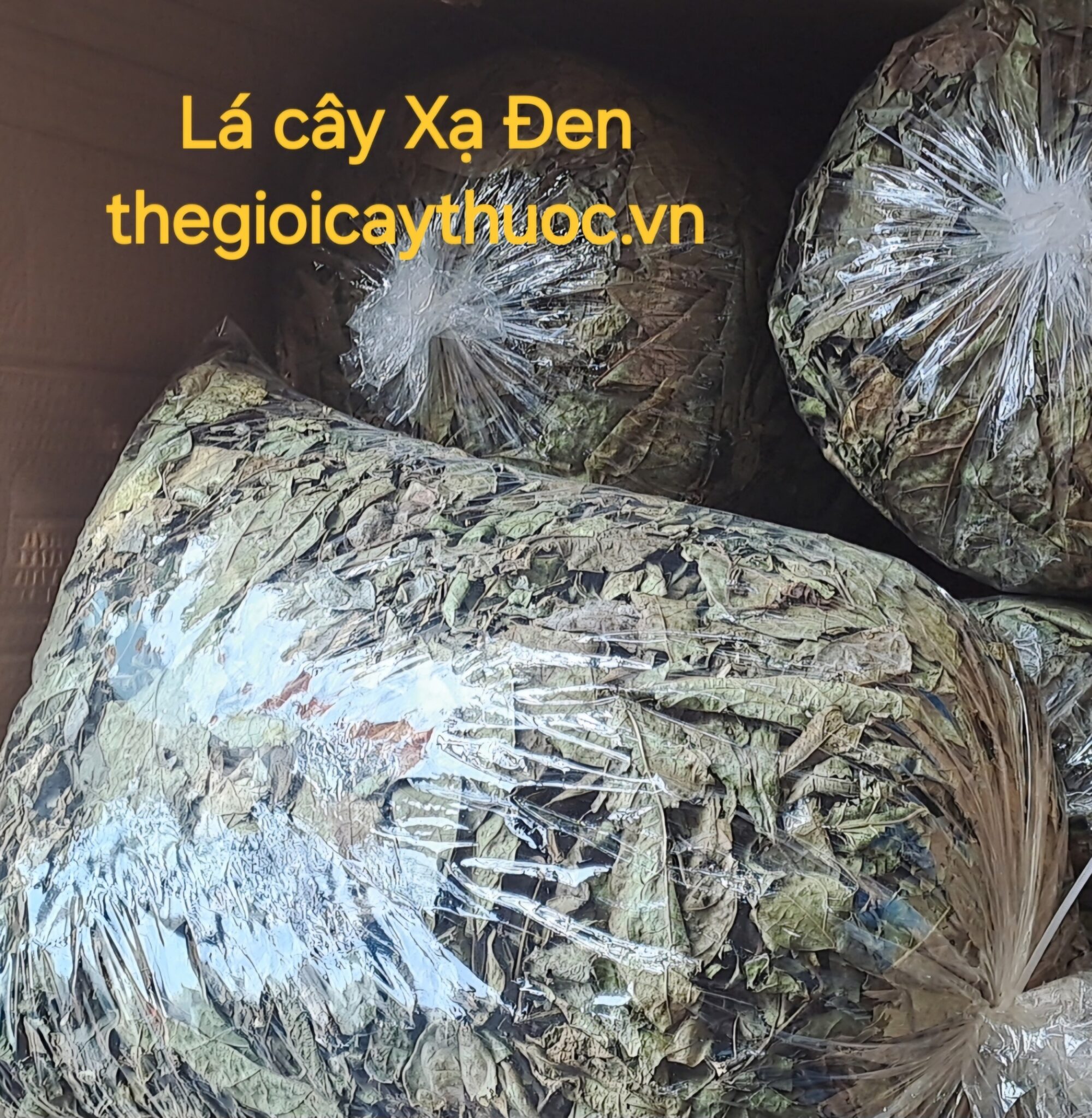 Lá cây xạ đen (200 gram) - Thế giới cây thuốc!